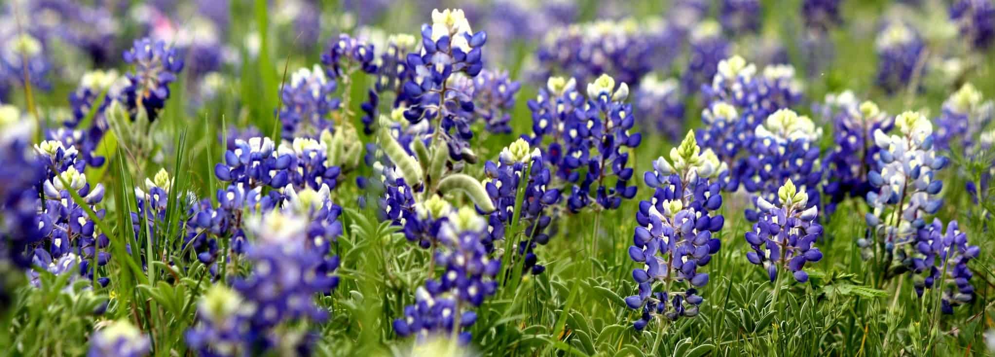 blue-bonnets1 - Wise Lee Orthodontics
